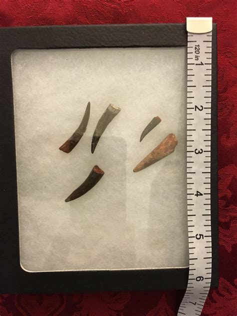Pterodactyl Tooth Fossil Set For Sale Amazing Relics