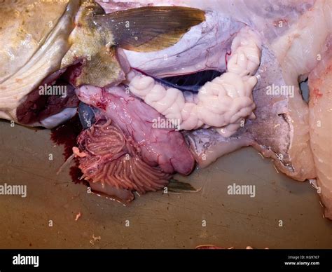 Gutting Cod The Codfish A Filleting Freshly Caught Fish Dorsal Cut