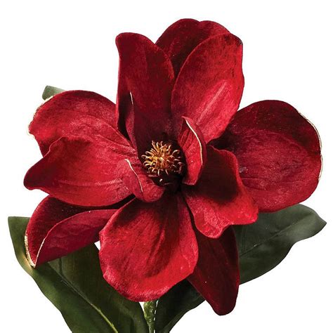 Gold Edge Velvet Magnolia Stems Set Of Six Frontgate In 2024