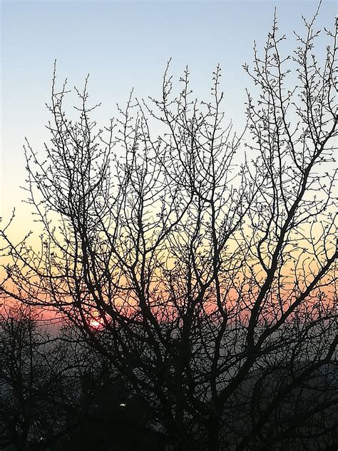 Tree At Sunset Nature Free Photo On Pixabay Pixabay
