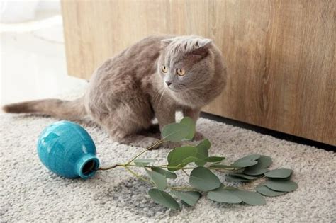 Por Que Meu Gato é Tão Irritante Comportamento De Busca De Atenção Do