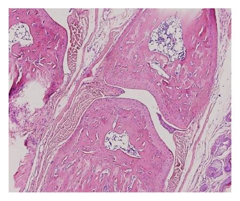 Histopathological Evaluation A The Normal Mice Showed Normal Joint