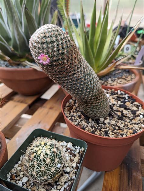 Growing Mammillaria Matudae The Thumb Cactus Trex Plants