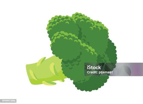 브로콜리 신선한 녹색 야채 흰색 배경에 고립되어 있습니다 브로콜리에 대한 스톡 벡터 아트 및 기타 이미지 브로콜리 채소 플랫 디자인 Istock