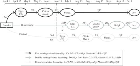 Flow Diagram Of Events Occurring Within A Bobwhite Nesting Season Download Scientific Diagram