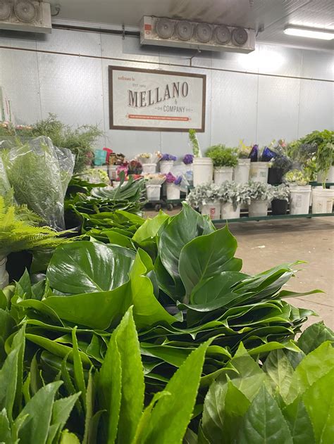 Carlsbad — Mellano And Company