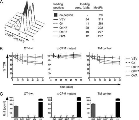 The T Cell Receptors α Chain Connecting Peptide Motif Promotes Close