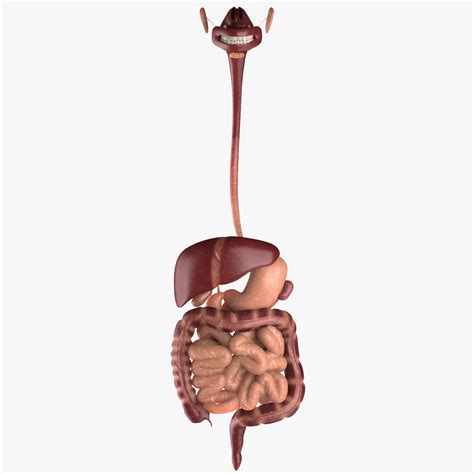 Digestive System 3d Model 150 Unknown Ma Obj Blend Fbx Free3d