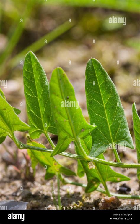 Field Bindweed Field Morning Glory Small Bindweed Convolvulus