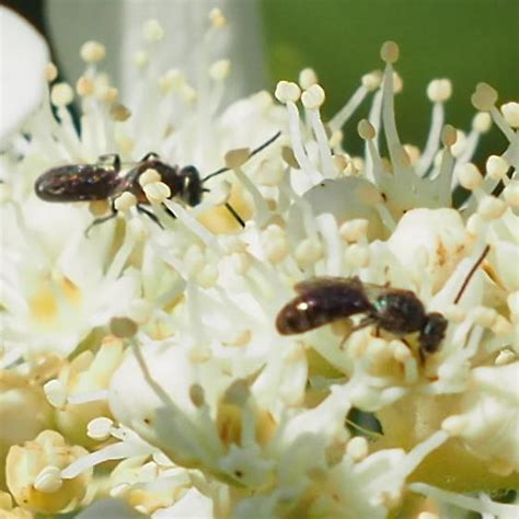 Inconspicuous Small Black Wasps Lasioglossum Bugguidenet