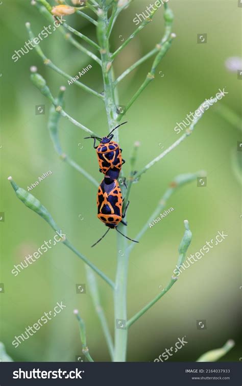 Bugs Mating Position Blurry Background Stock Photo 2164037933 Shutterstock