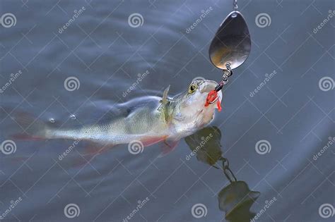Caught Perch With Spinning Lure In Mouth Stock Image Image Of People
