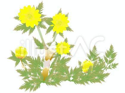福寿草02イラスト No 24732212無料イラストフリー素材ならイラストAC
