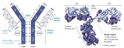 Structure Des Immunoglobulines Kuby Immunology 7th Edition Download Scientific Diagram