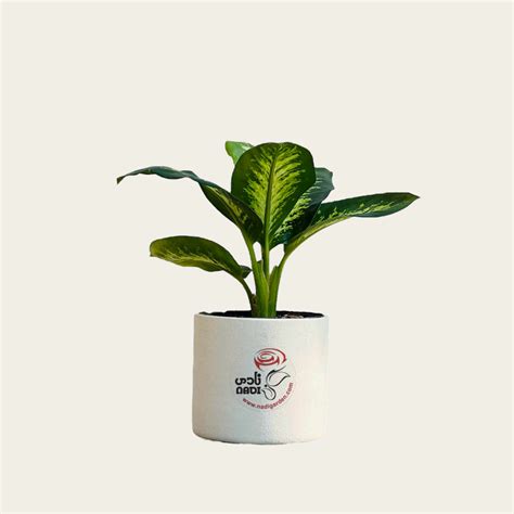 دیفن باخیا طراحی فضای سبز و فروش اینترنتی گل و گیاه