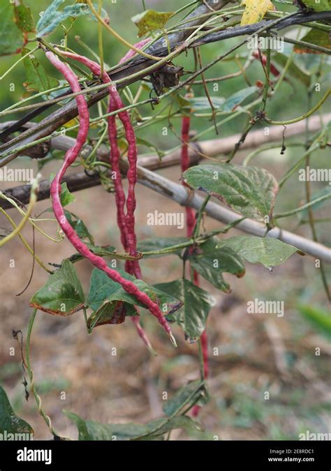 Vigna Unguiculata Sesquipedalis Sesquipedalis Magnoliophyta