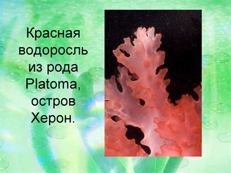 Водоросли. Общая характеристика водорослей - online presentation