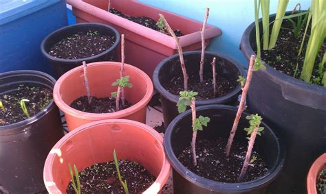 Rooting Raspberry Cuttings In Water Raspberry