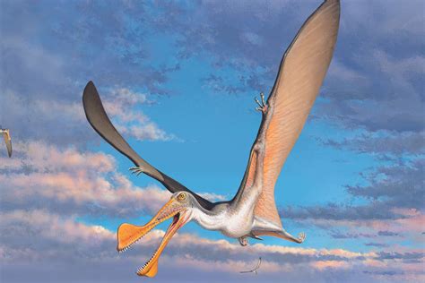 Flying Dinosaurs 107 Million Year Old Pterosaur Bones Oldest In Australia
