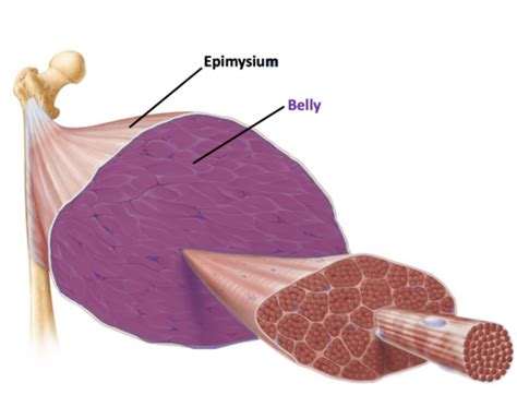 A P Ch 10 Muscular System Conceptual Knowledge Flashcards Quizlet