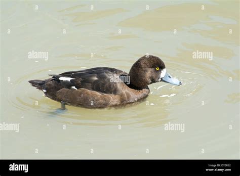 A Female Lesser Scaup Stock Photo Alamy