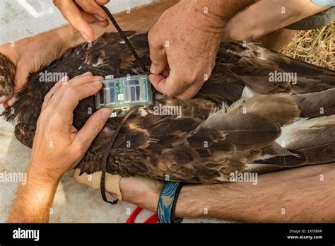 Biologists Attaching A Solar Powered Gps Transmitter Between The