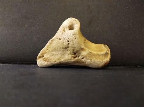 Id For Bone Found On Beach Fossil Id The Fossil Forum