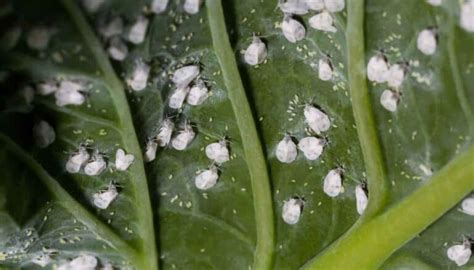 9 Deceptive Small Clear White Bugs In Your House
