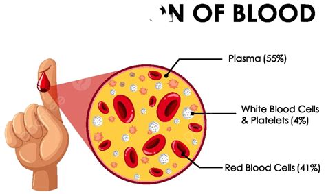 Red Blood Cells Diagram Labelled