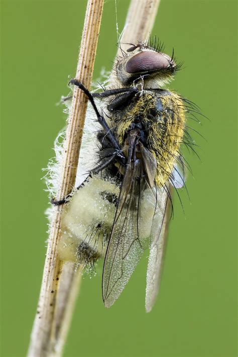 Entomophthora Entomophthora Picture Mushroom