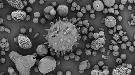 Electron Microscope Picture Of Pollen R Wqhd Wallpaper