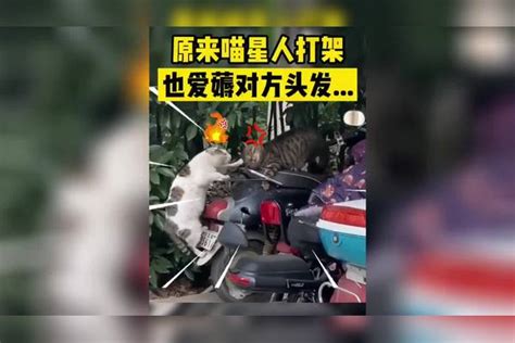 原来喵星人打架，也爱薅对方头发头发对方