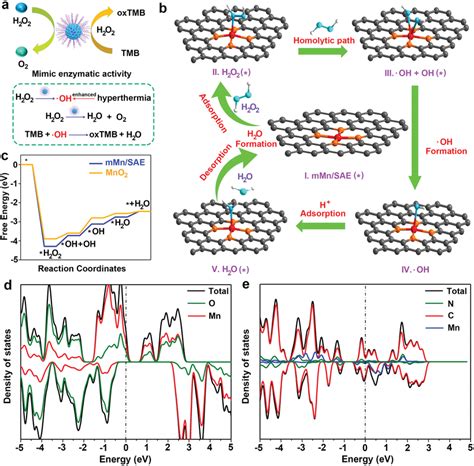 A Schematic Representation Of Mimic Enzymatic Activity For Mmnsae B Download Scientific