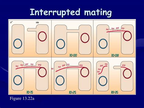 Ppt Recombination Bacteriophages And Horizontal Gene Transfer