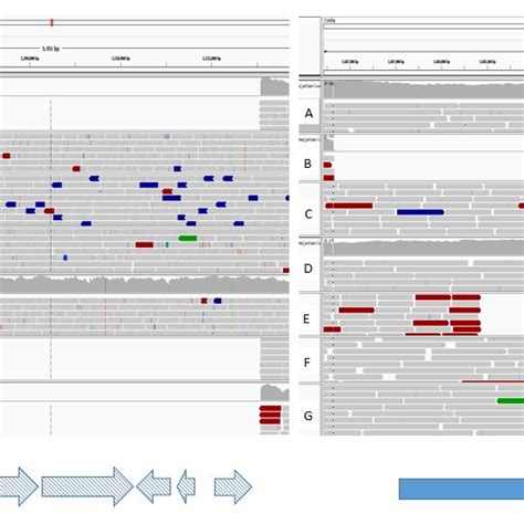 Integrative Genomic Viewer Igv Of Illumina Reads From Different M