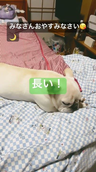 みなさんおやすみなさい。明日もいい一日になりますようにshrotsふれんちぶるどっぐ ふれぶるのいる暮らし Youtube