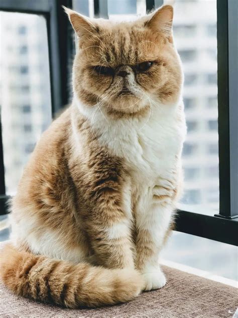 Exotic Shorthair Cat Health Secrets Revealed