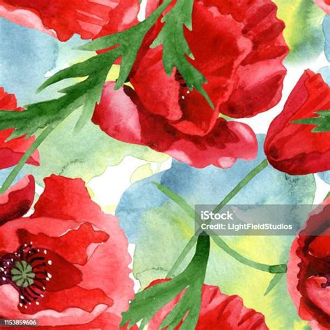 Bunga Botani Bunga Poppy Merah Ilustrasi Latar Belakang Cat Air Diatur