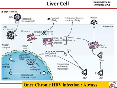 Institute Of Liver And Biliary Sciences Ppt Download