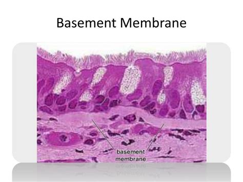 Week 5 Respiratory Histology Phase Basement Membrane