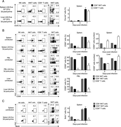 Activation And Expansion Of Cd8 Nkt Cells Versus Conventional Cd8 T