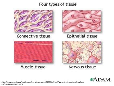 The 4 Types Of Tissue
