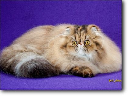 Cfa Persian Breed Council Tabby Division Winners