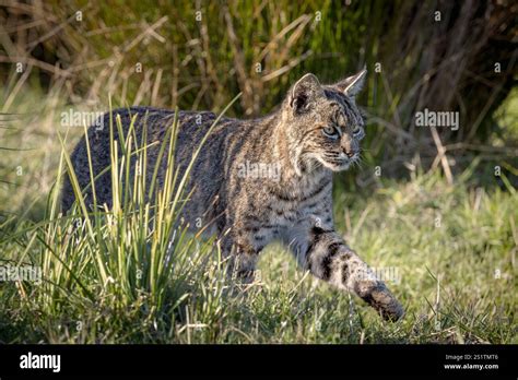 A Wild Bobcat Lynx Rufus Is An Adaptable And Beautiful Predator Seen