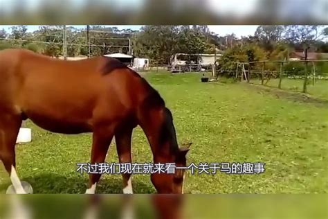 公马成年后头回见到母马，不料瞬间失去了理智，忍住别笑理智瞬间成年