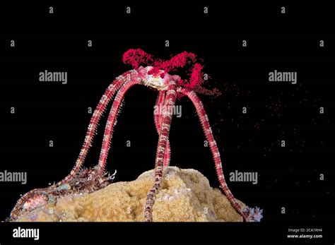 Ruby Brittle Star Ophioderma Rubicunda Releasing Its Eggs During Spawning At Night Bonaire