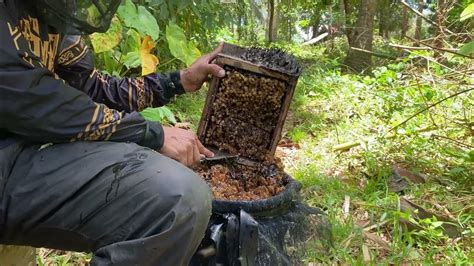 Part 4 Stingless Bee Harvest And Split Youtube