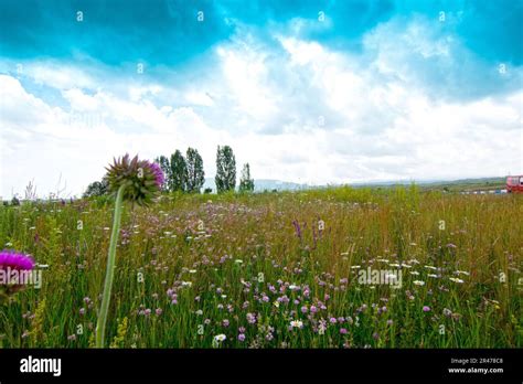 A Scenic Rural Landscape Featuring A Lush Field Of Tall Grass And