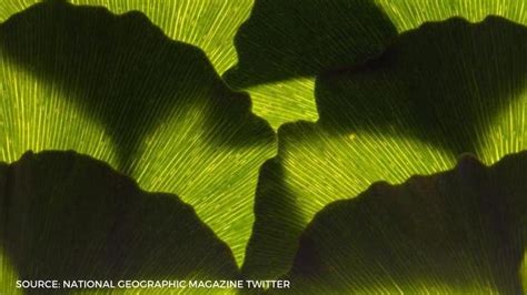 Gingko Biloba The Living Fossils Were Saved From Extinction Because