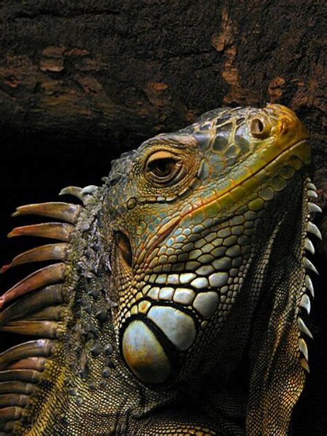 Conheça a iguana-verde: a iguana nativa do Brasil - Fauna News